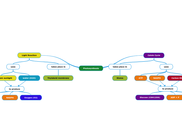 Photosynthesis - Mind Map